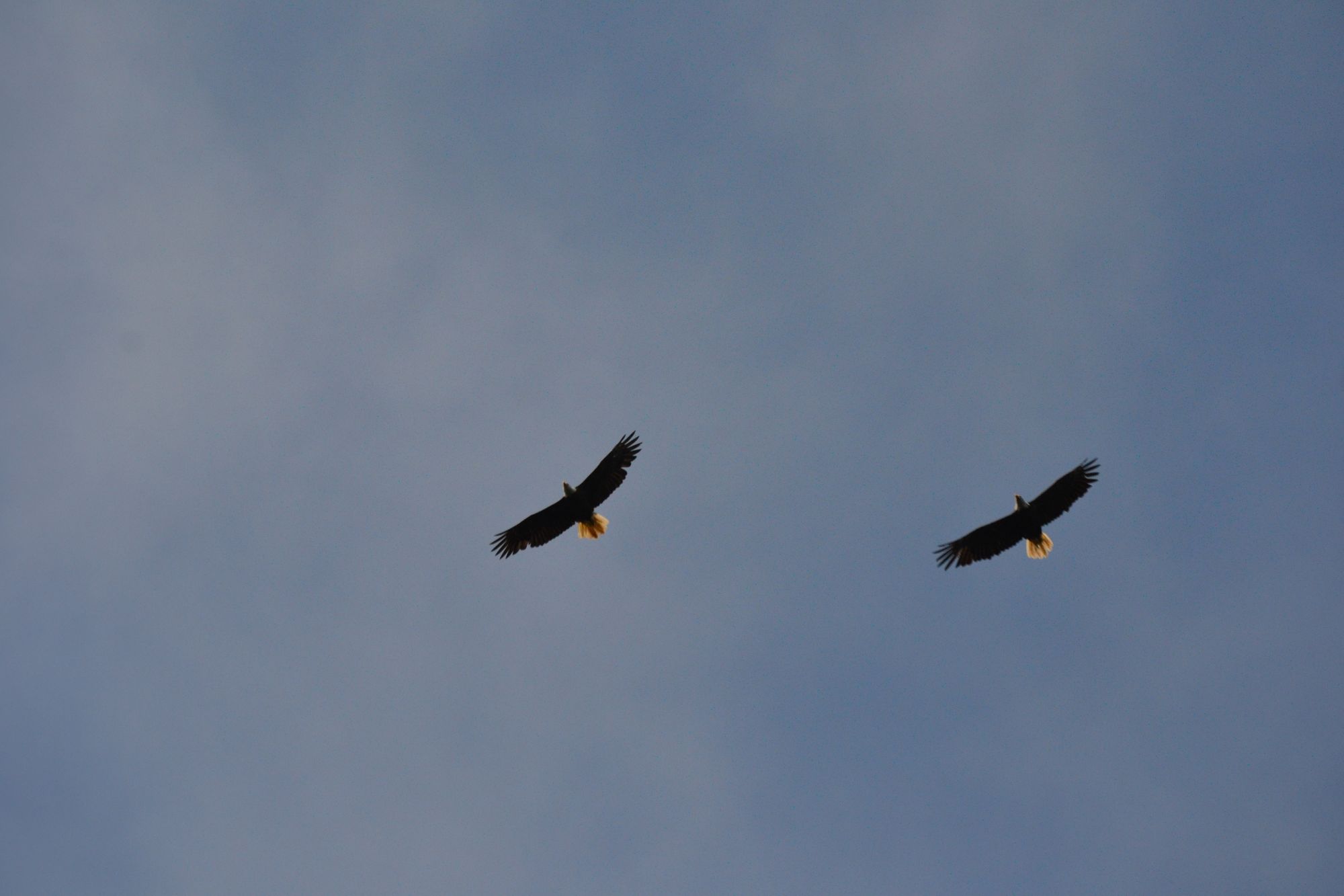 Peter Solymos - Hosting Data Apps